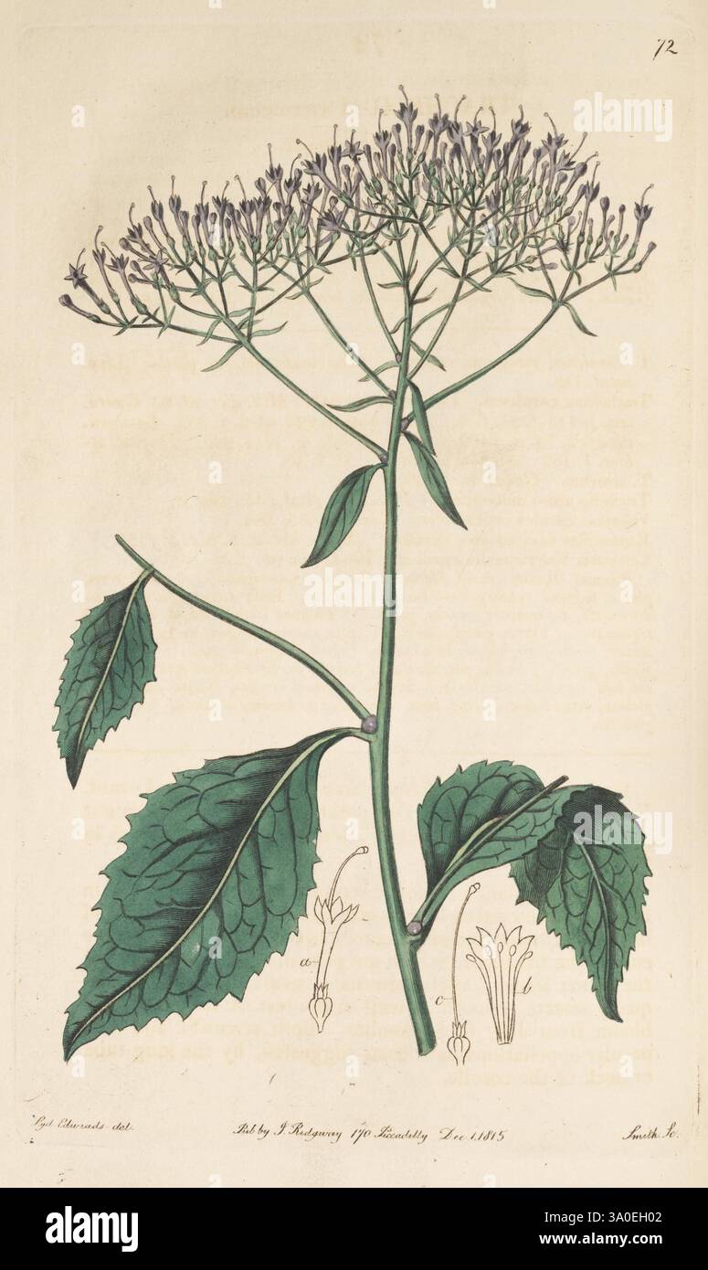 Slender branches topped hi-res stock photography and images - Alamy