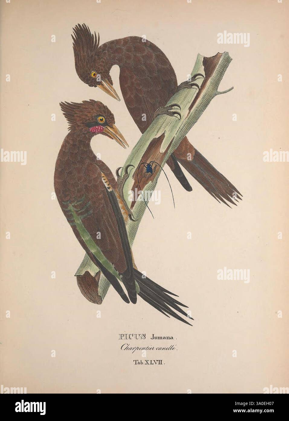 Vivid combination of browns hi-res stock photography and images - Alamy