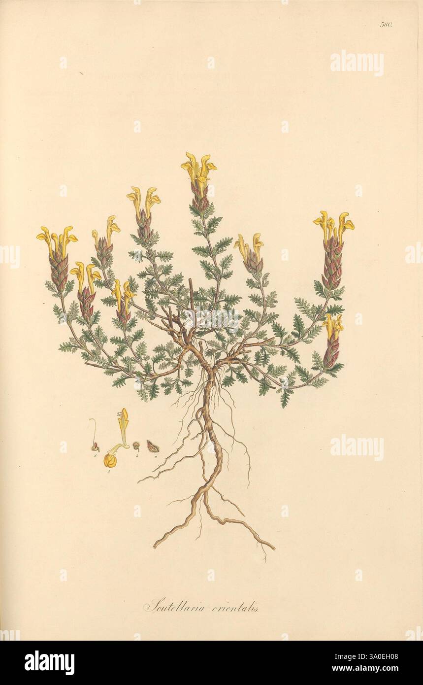 Flora Graeca, sive, Plantarum rariorum historia, quas in provinciis aut ...