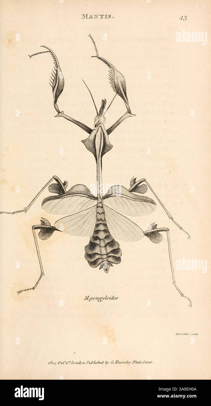 Mantiss camouflage capabilities hi-res stock photography and images - Alamy