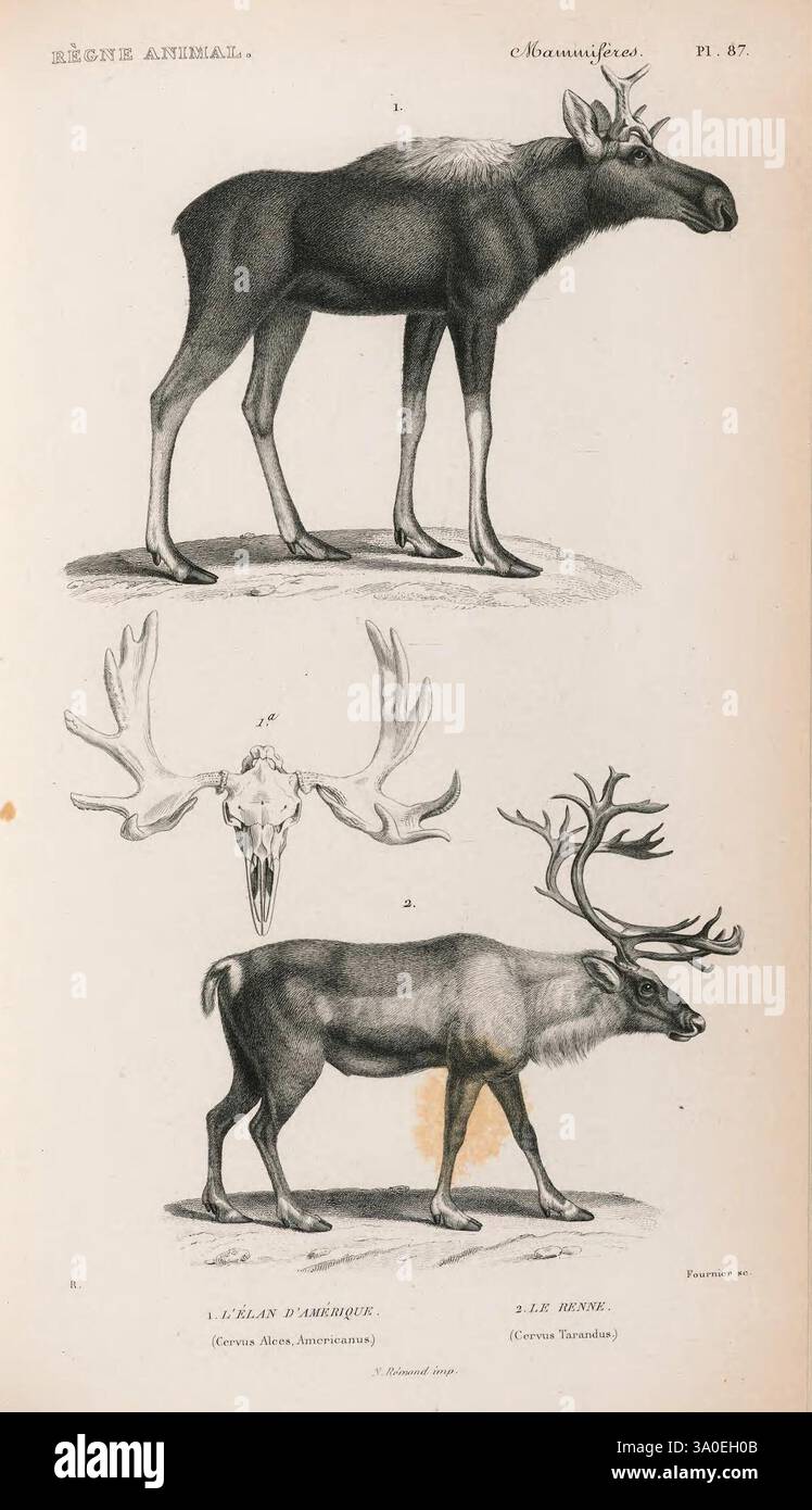 Build 1849 hi-res stock photography and images - Alamy