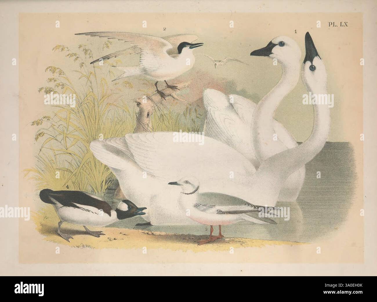 The birds of North America New York, U.S.A, 1895, c1888, birds, North ...