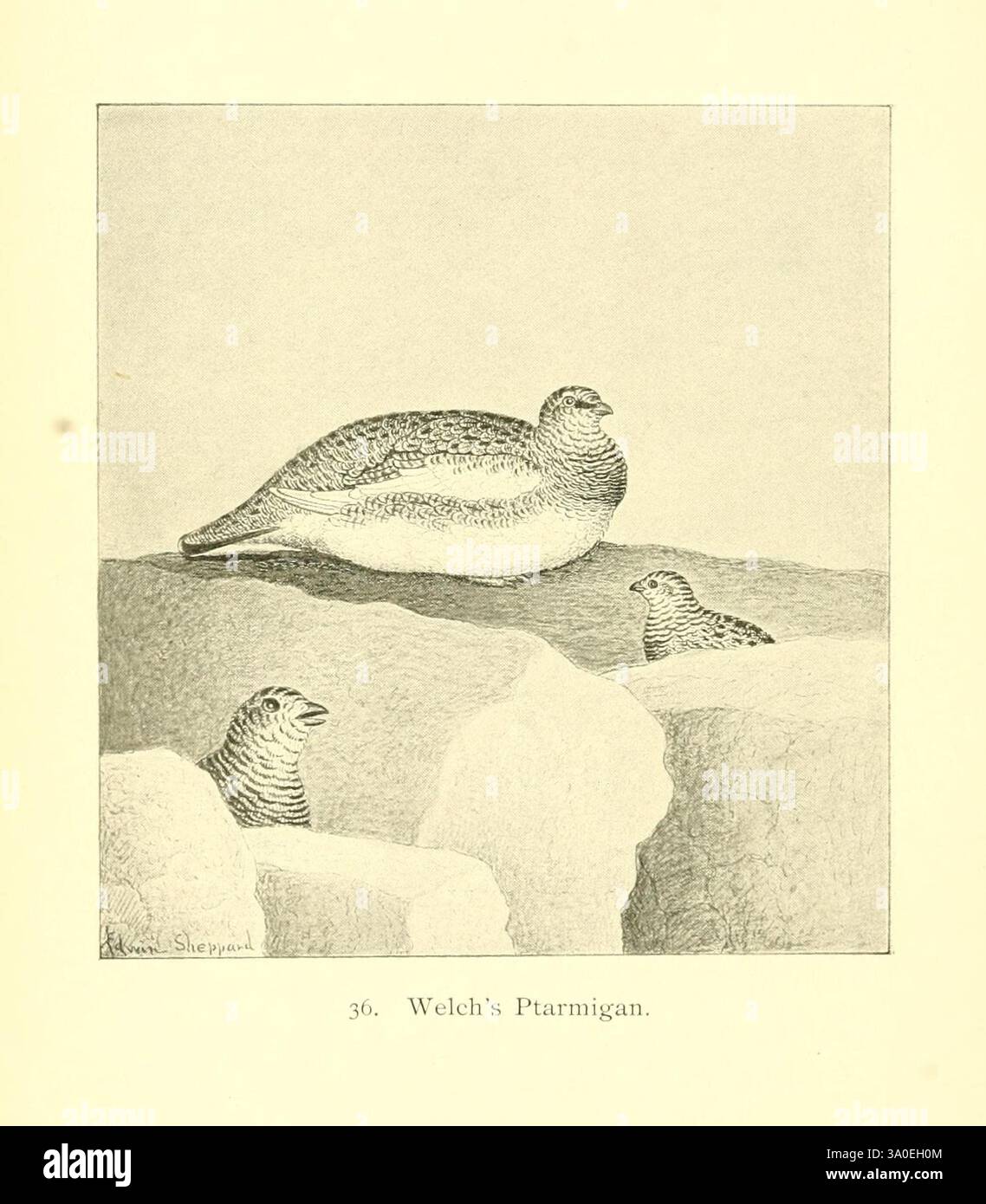 Welchs ptarmigan hi-res stock photography and images - Alamy