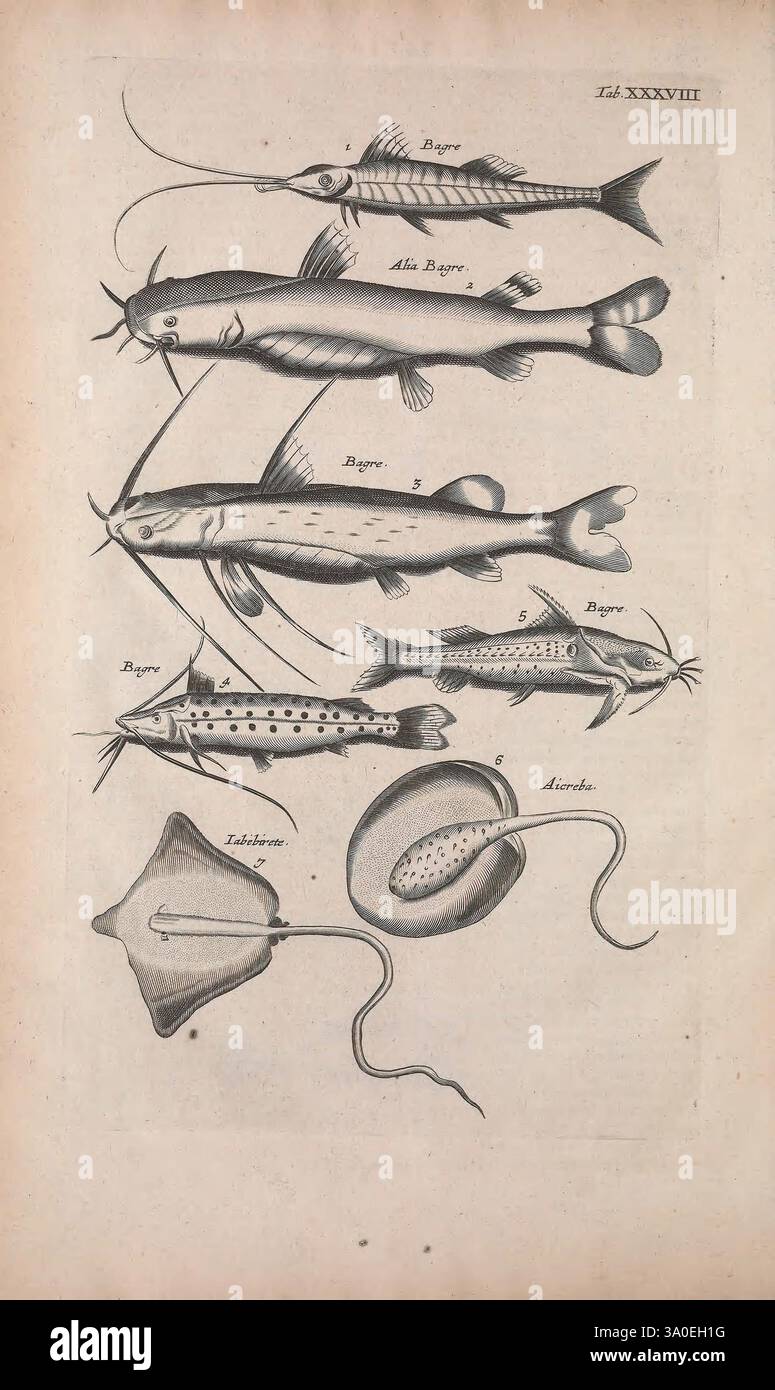 Multiple catfish types hi-res stock photography and images - Alamy