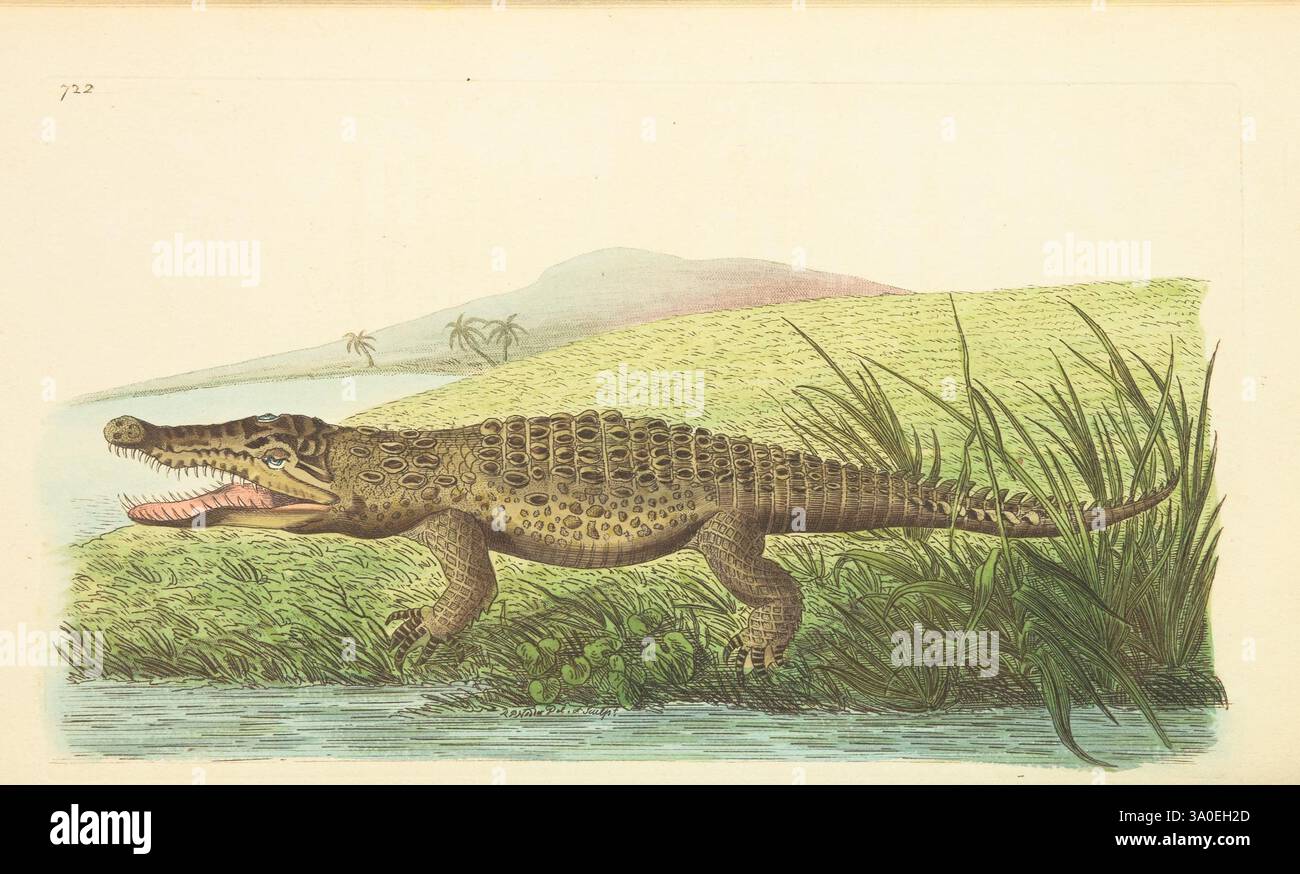 Crocodiles scaly texture hi-res stock photography and images - Alamy