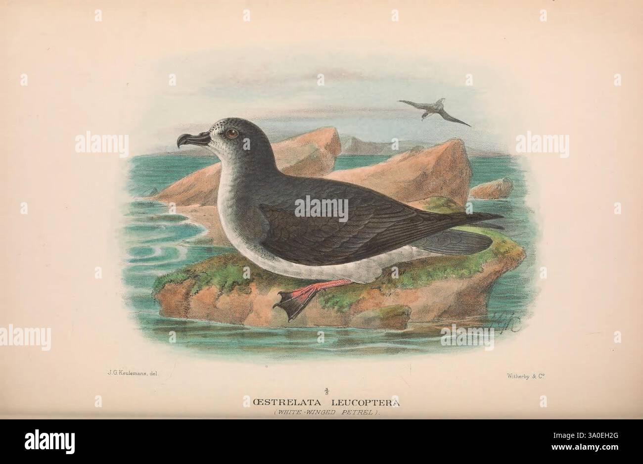 The Birds of Australia London, Witherby & Co, 1910-1927 australia ...