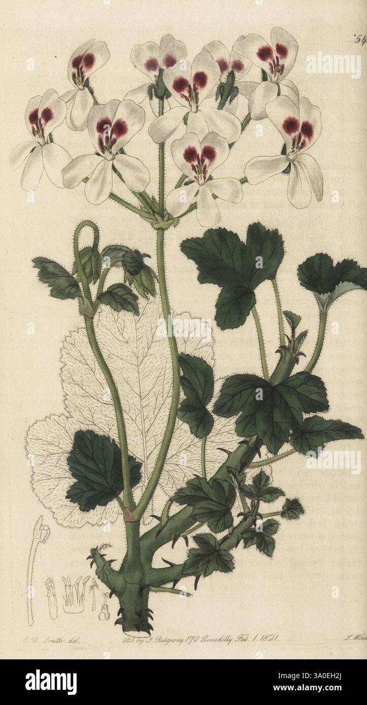 Geraniaceae London Printed for James Ridgway Piccadilly 1820-1830 19th ...