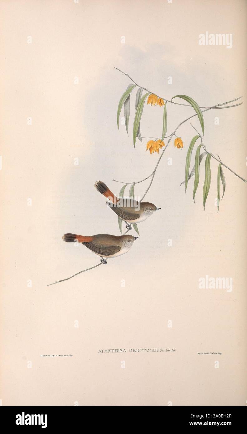 Acanthiza pardalis hi-res stock photography and images - Alamy