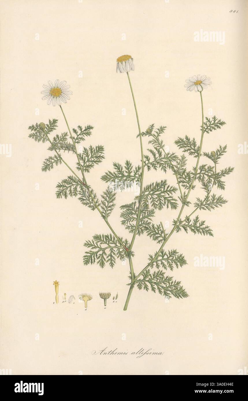 Flora Graeca, sive, Plantarum rariorum historia, quas in provinciis aut ...