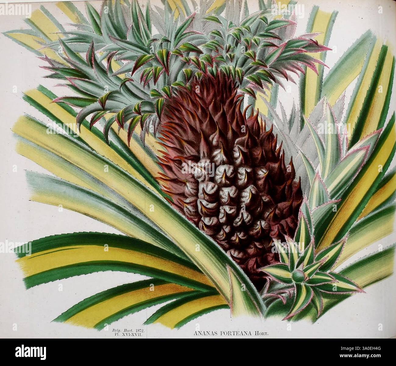 Characteristic diamond shaped patterns hi-res stock photography and ...