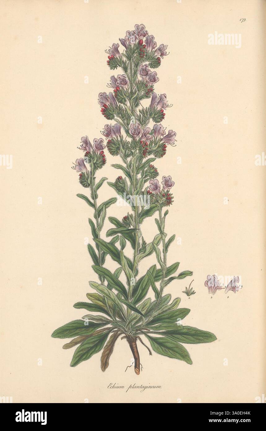 Flora Graeca, sive, Plantarum rariorum historia, quas in provinciis aut ...