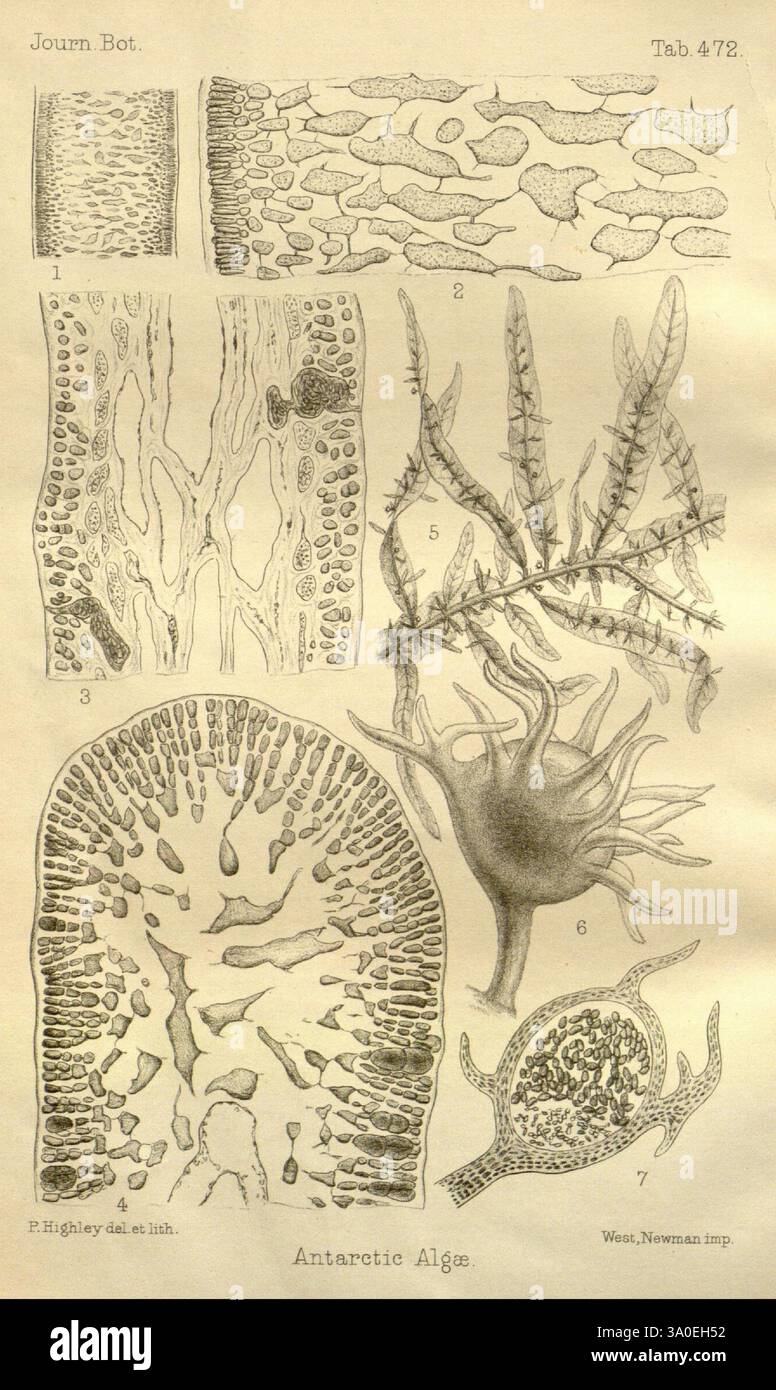 Variety of antarctic algae hi-res stock photography and images - Alamy