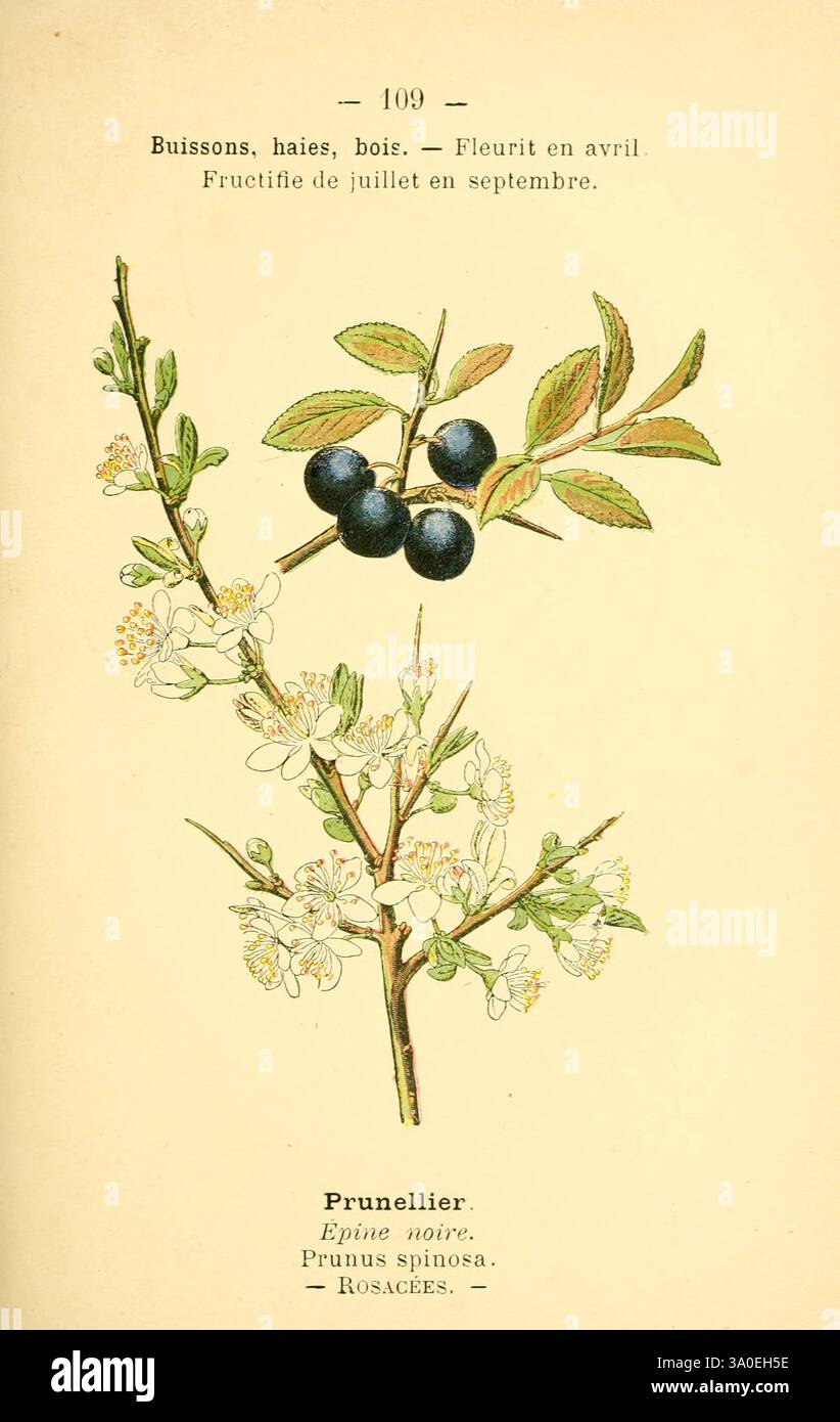 Sloe works hi-res stock photography and images - Alamy