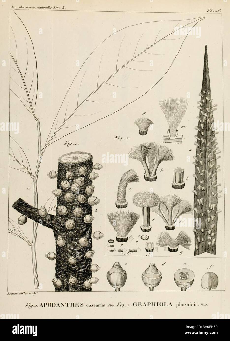 Intricate drawings of diverse plant structures hi-res stock photography ...