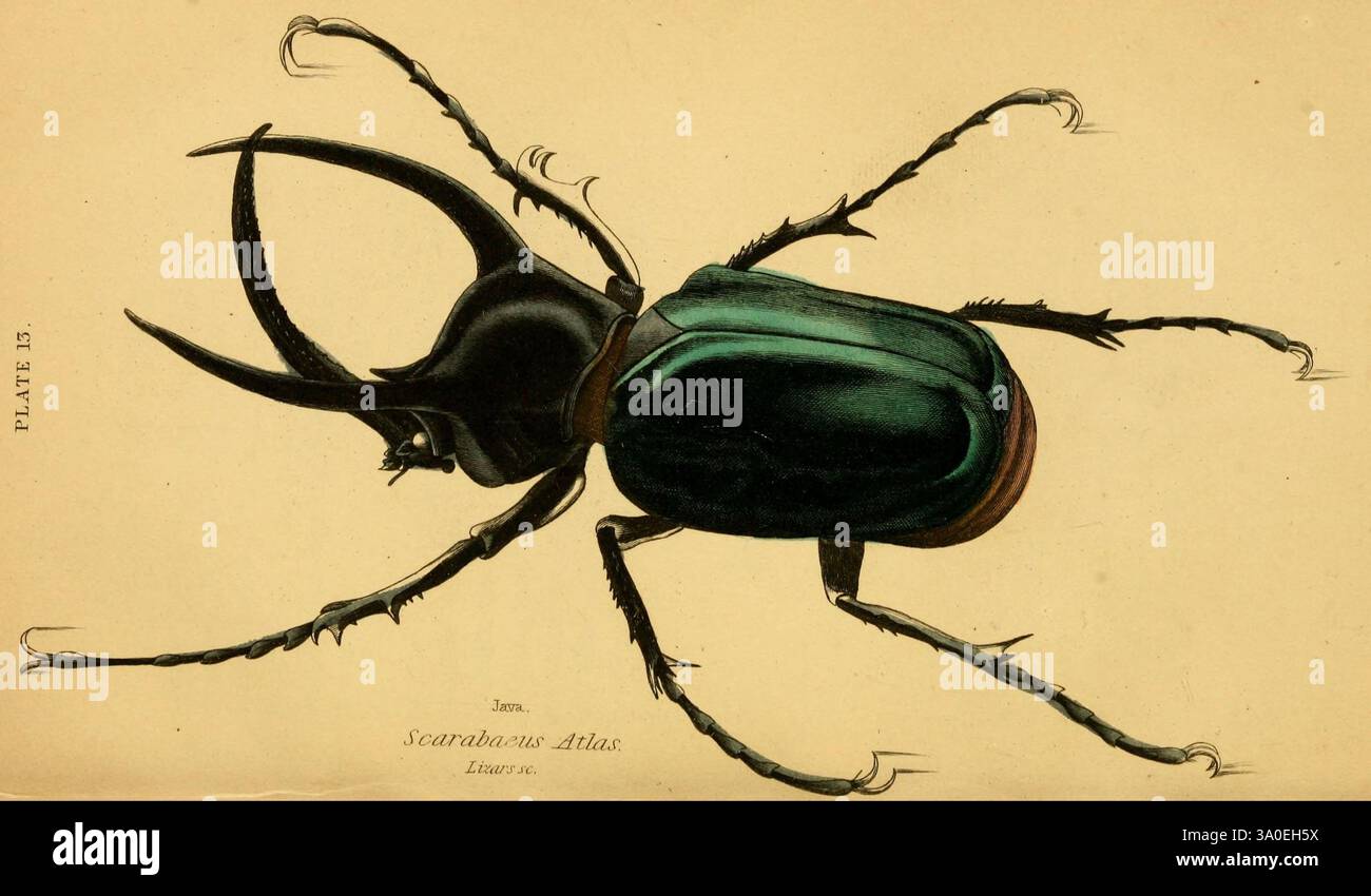 The natural history of beetles Edinburgh, Henry G. Bohn, 1852., A ...