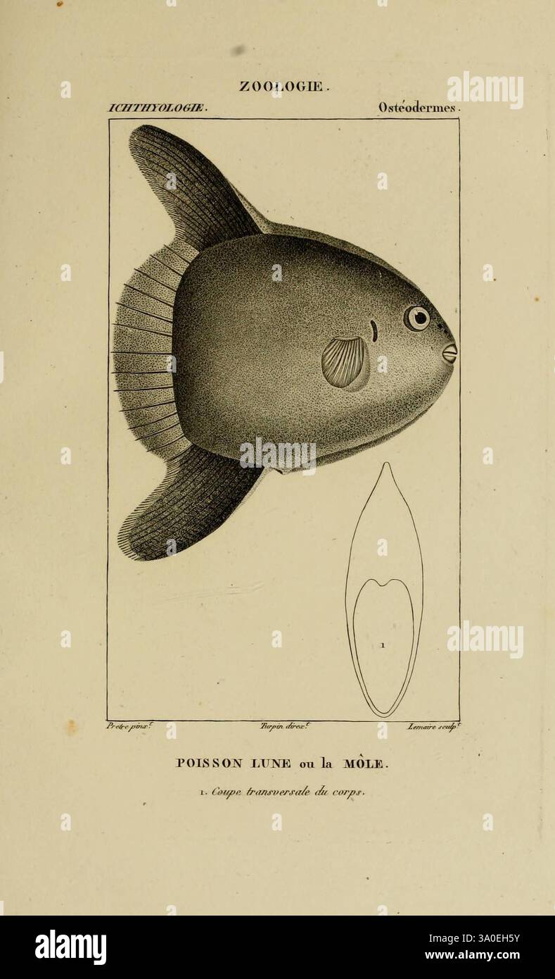 Dictionnaire des Sciences Naturelles, Strasbourg, Paris, F. G. Levrault ...
