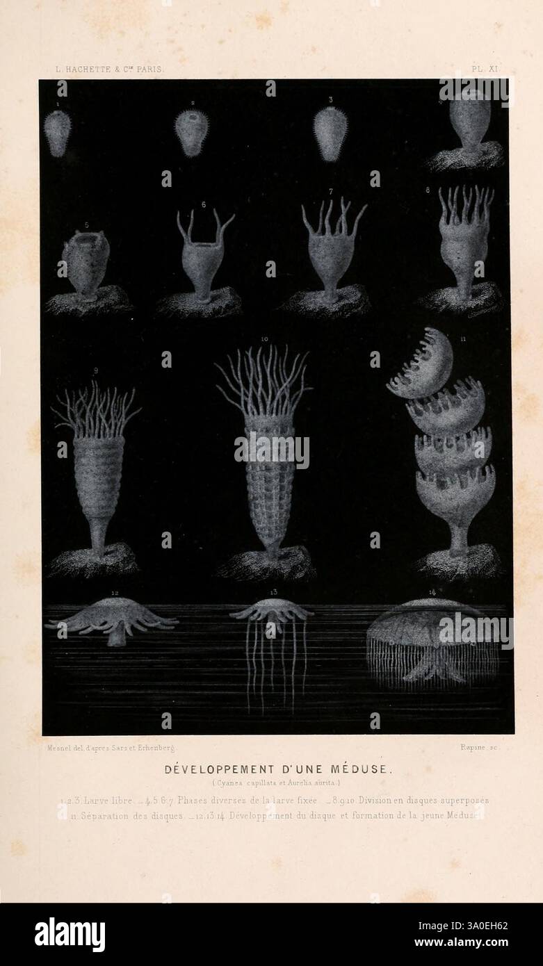 Le monde de la mer Paris, L. Hachette & Cie, 1866 Marine plants, marine ...