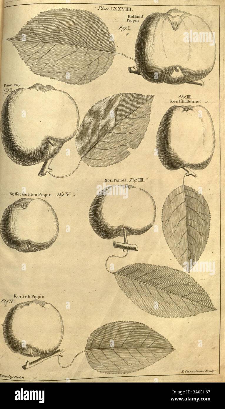 Pomona, or The fruit-garden illustrated, London, Printed for G. Strahan ...