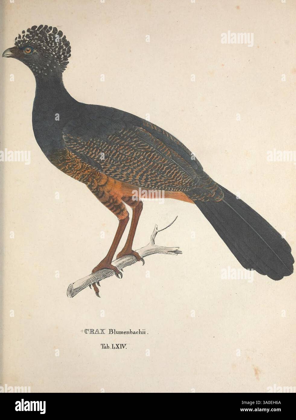 Avium species novae, quas in itinere per Brasiliam annis MDCCCXVII ...