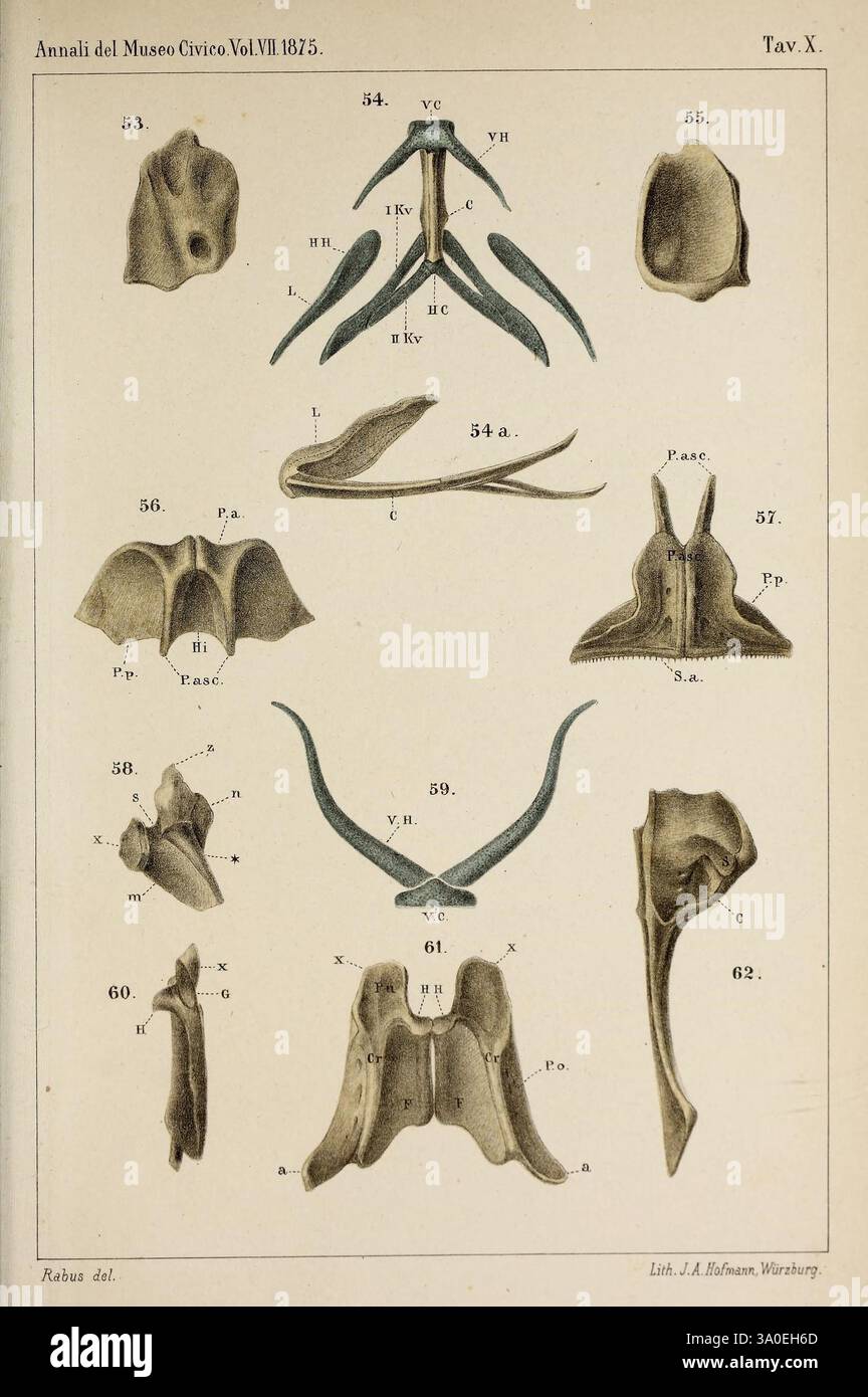 Salamandrina perspicillata, Geotriton fuscus, Genua, Institut der sordo ...