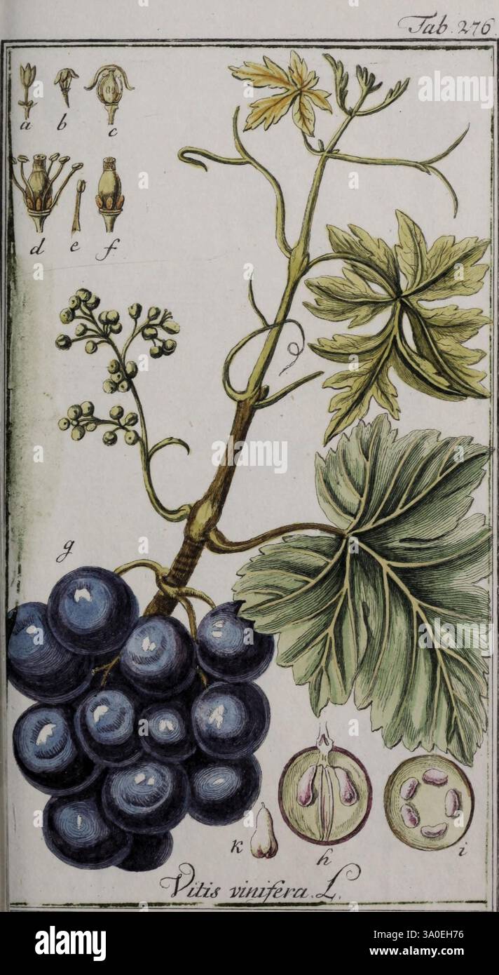 Various stages of grape development hi-res stock photography and images ...