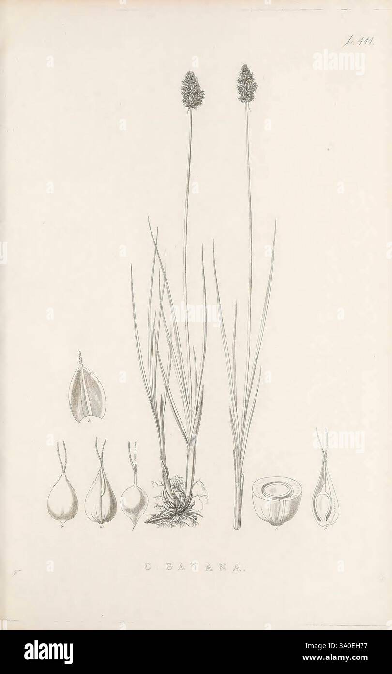 Illustrations of the genus Carex, London, William Pamplin, 1858-1867 ...