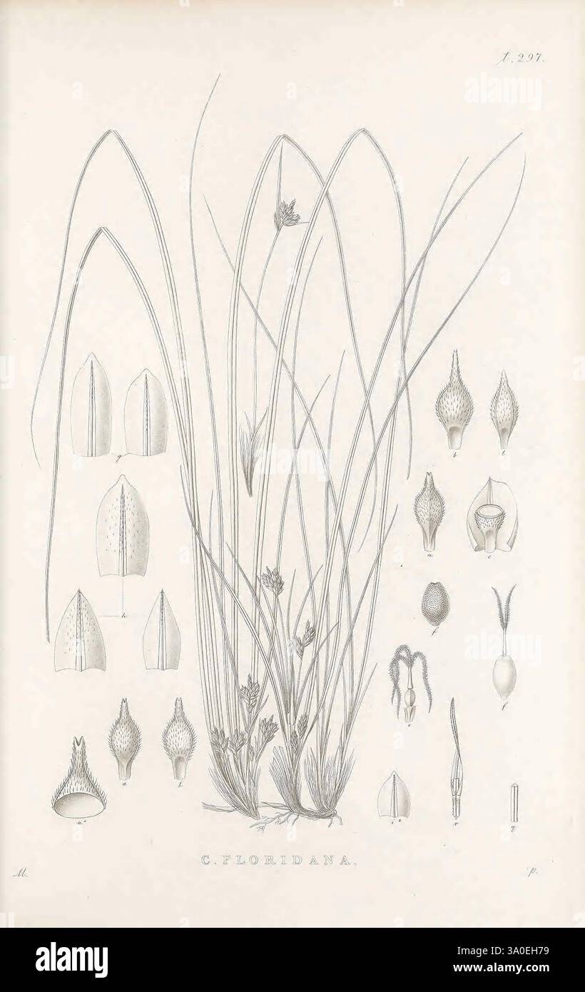 Illustrations, of, the, genus, Carex, London, William Pamplin, 1858 ...