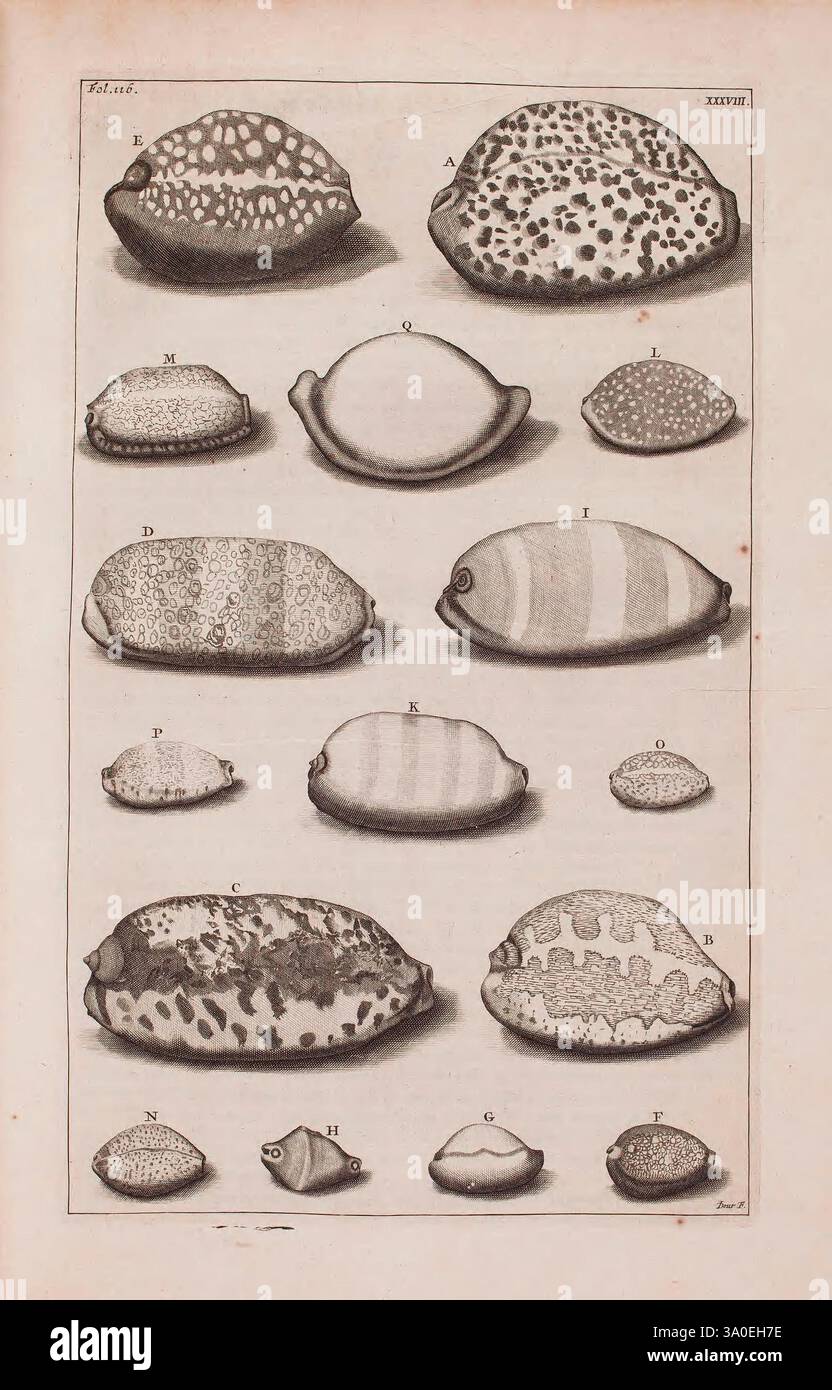 D'Amboinsche Rariteitkamer, T'Amsterdam, Gedrukt by François Halma ...