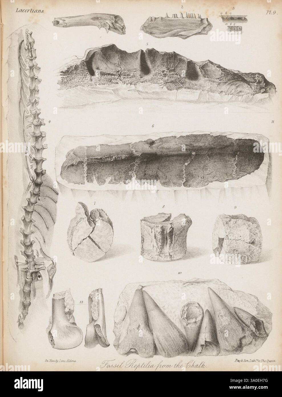 A history of British fossil reptiles, London, Cassell & Company Limited ...
