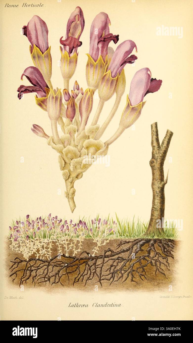 Revue horticole, Paris, Librairie agricole de la maison rustique, 1829 ...