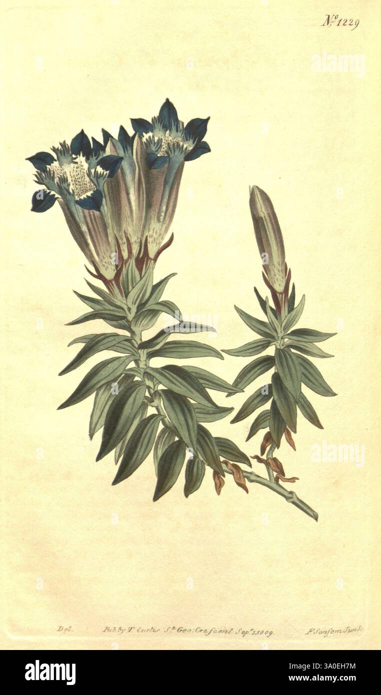 Curtis's Botanical Magazine London New York etc. Botanical Illustration ...