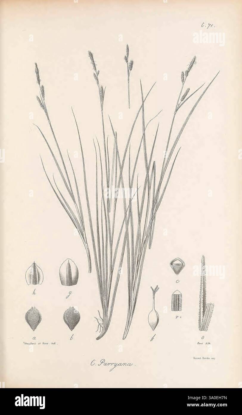 Illustrations of the genus Carex London, William Pamplin, 1858-1867 ...