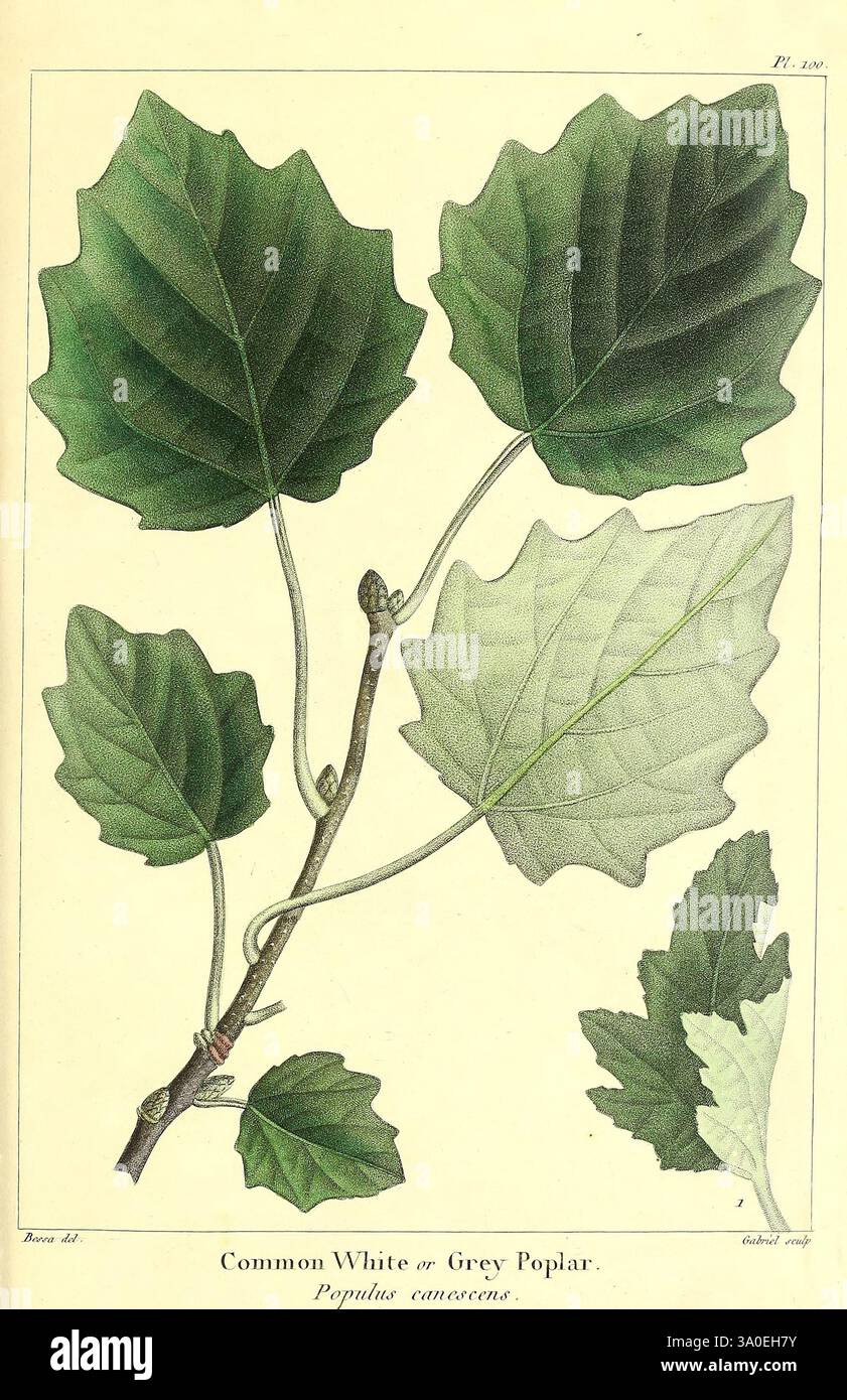 Illustration features detailed depictions of leaves hi-res stock ...