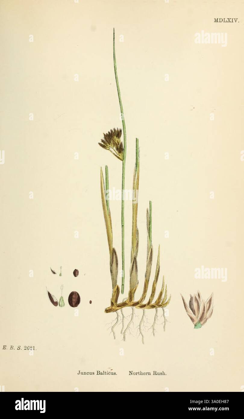 Botanical depiction of juncus balticus hi-res stock photography and ...