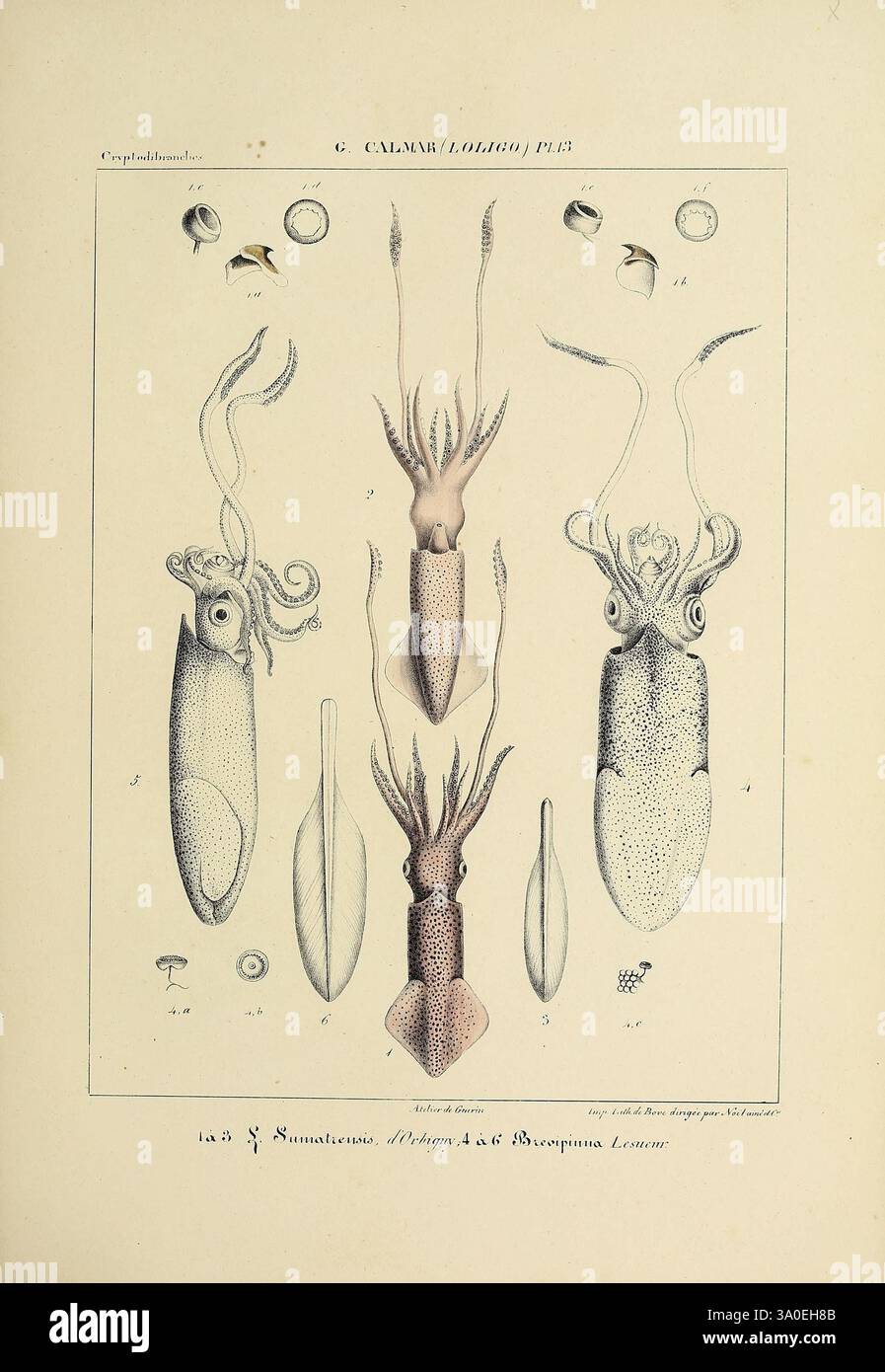 1835 1848 cephalopod fossil hi-res stock photography and images - Alamy