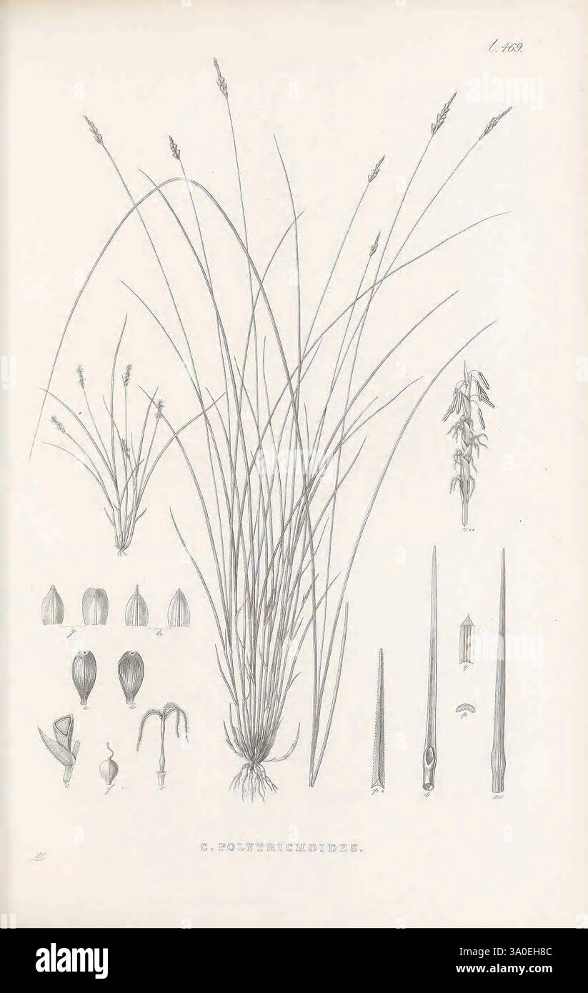 Illustrations of the genus Carex London William Pamplin 1858-1867 Carex ...