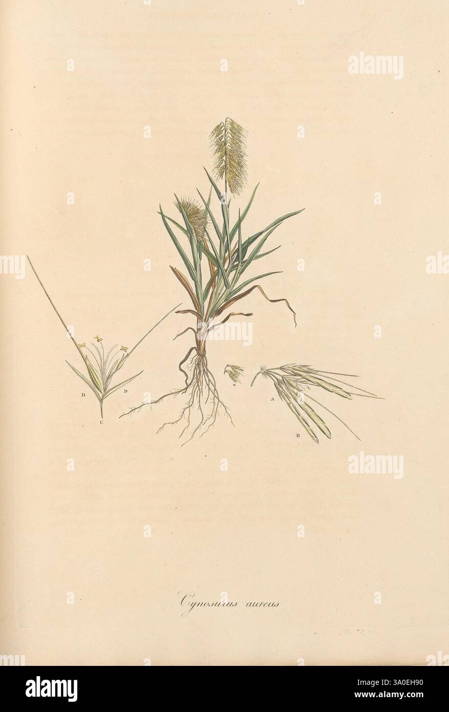 Flora Graeca, sive, Plantarum rariorum historia, quas in provinciis aut ...