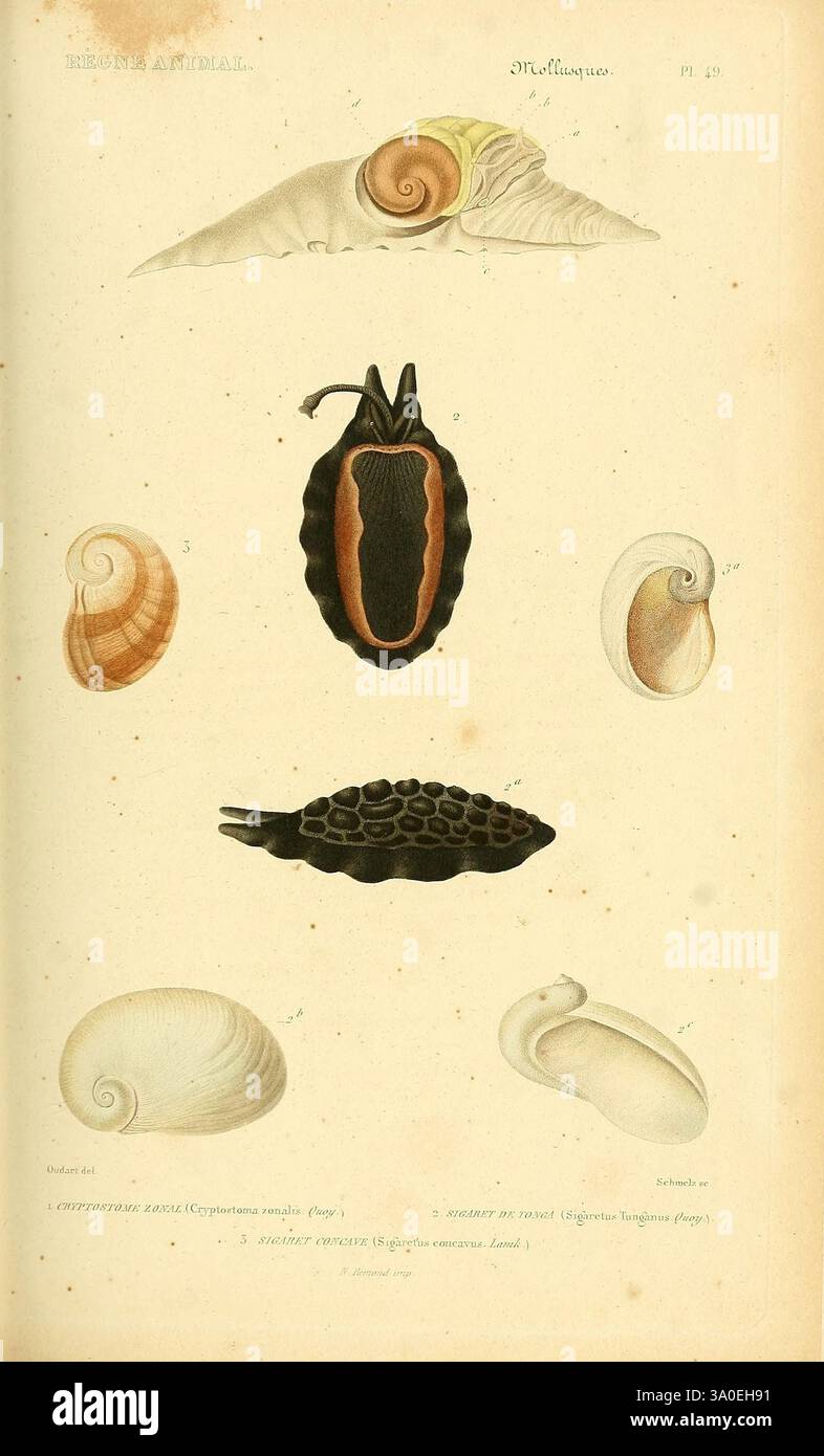 Elongated shells exhibit smooth hi-res stock photography and images - Alamy