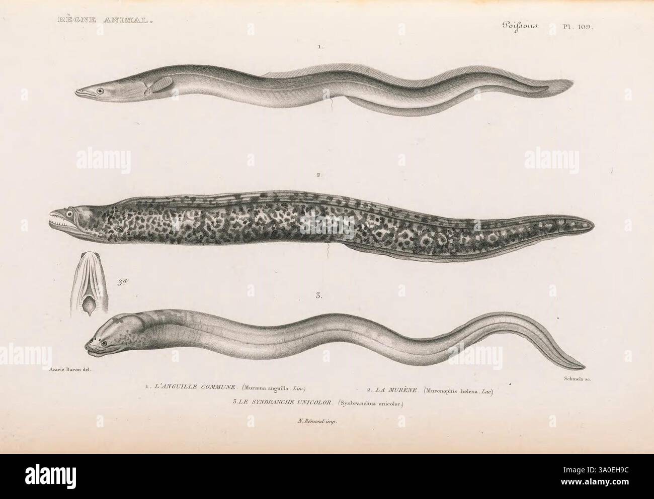Le règne animal distribué d'après son organisation, Paris, 1836-1849 ...