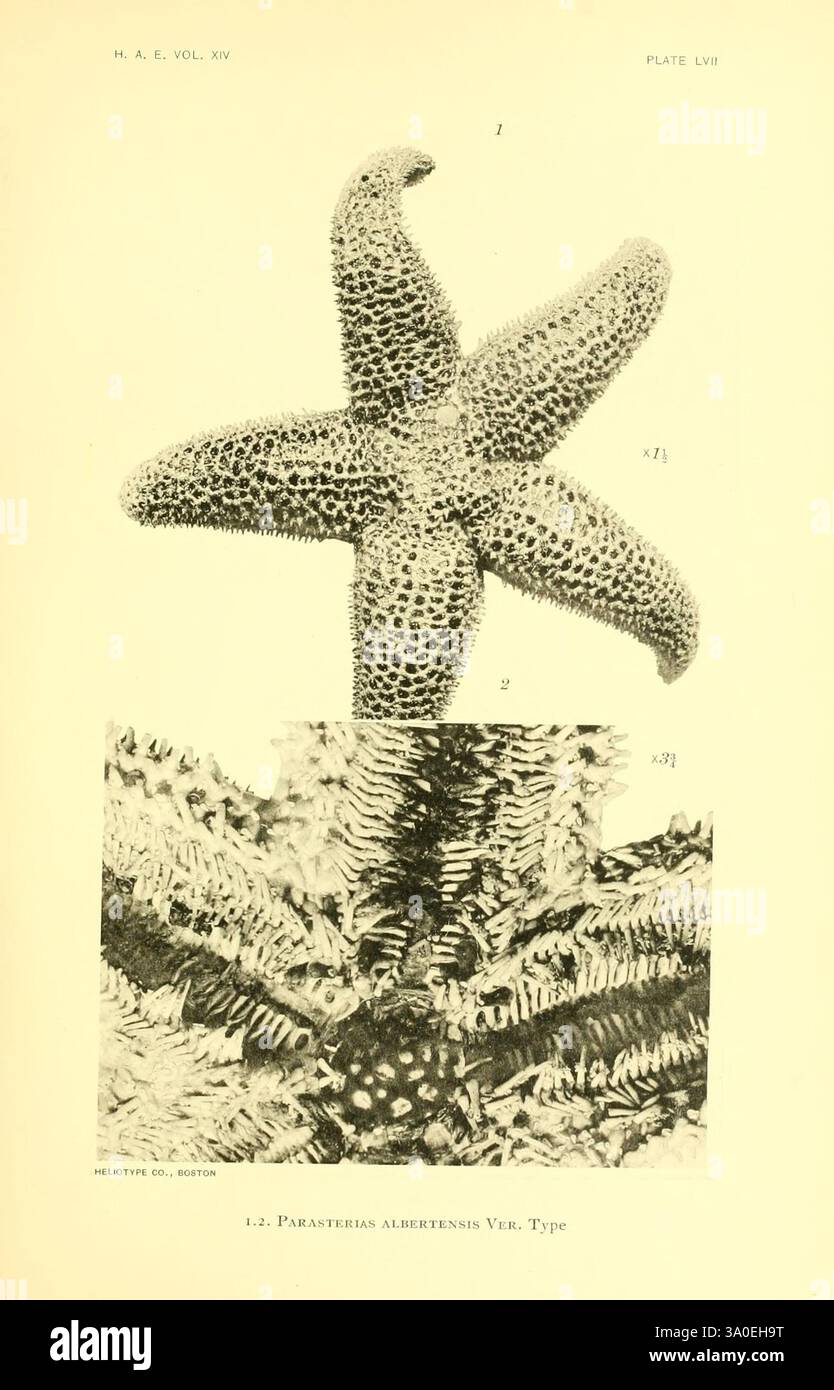 Starfishs unique arm configuration hi-res stock photography and images ...