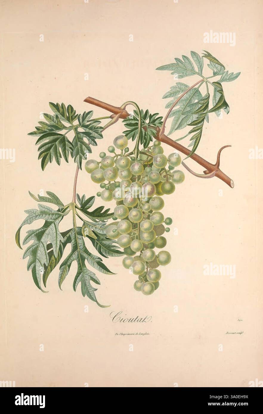 Pomologie française, Paris, Langlois et Leclercq, 1846, Arbres ...