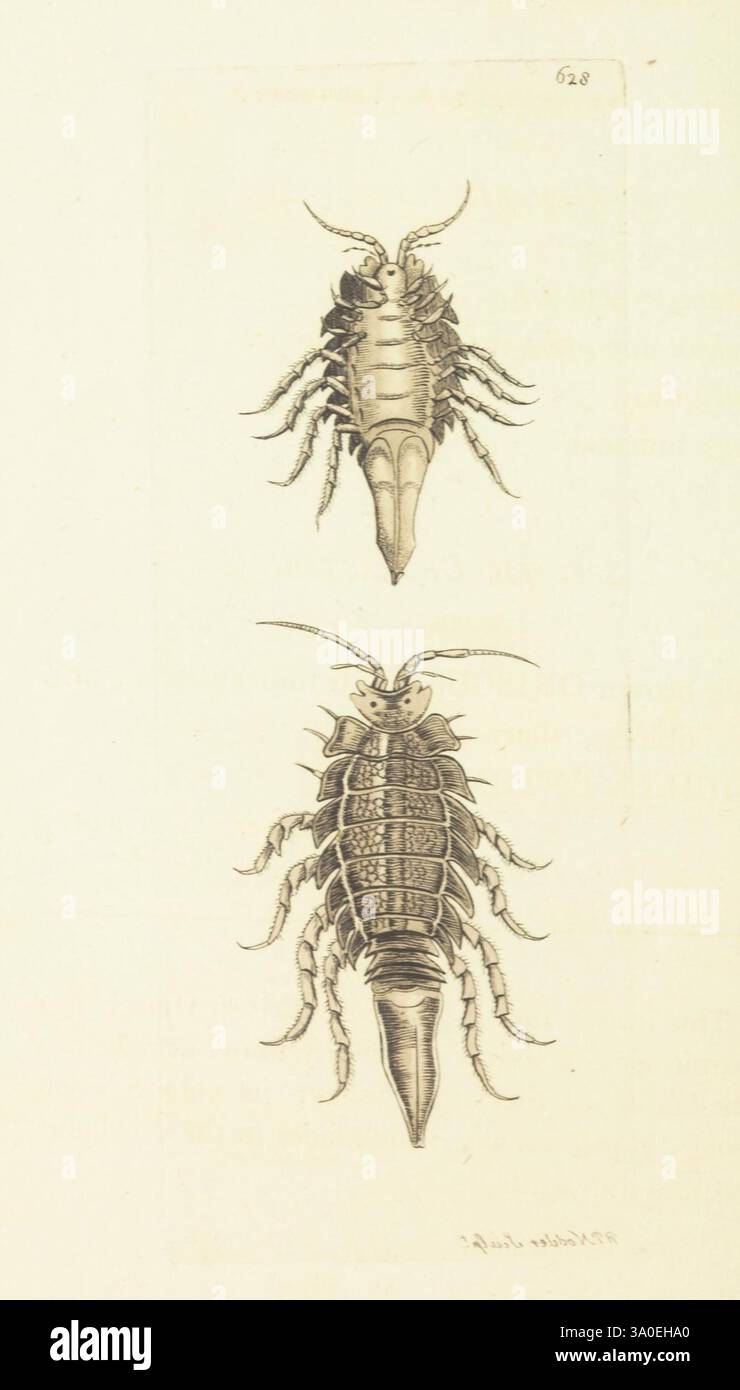 Illustration features two detailed depictions of marine isopods hi-res ...