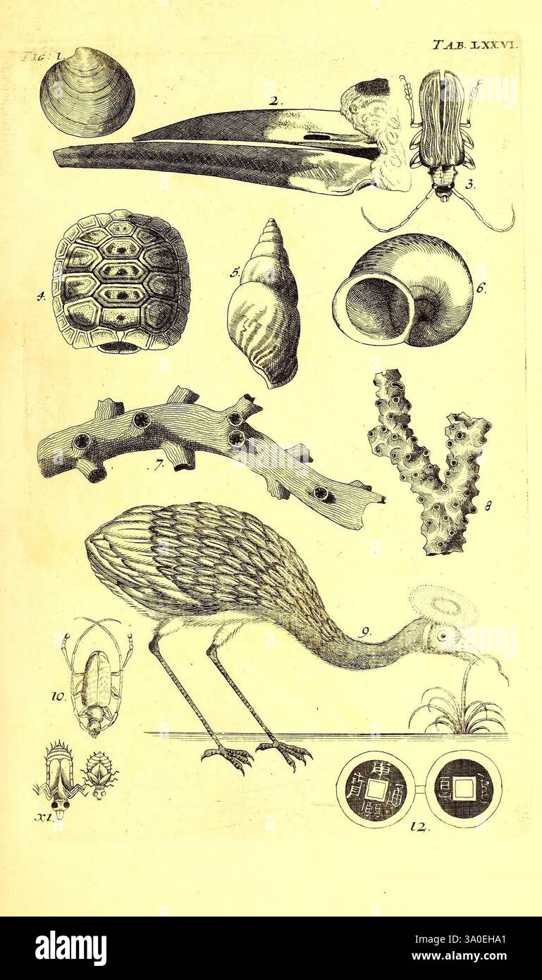 Jacobi Petiveri Opera, historiam naturalem spectantia 1767. natural ...