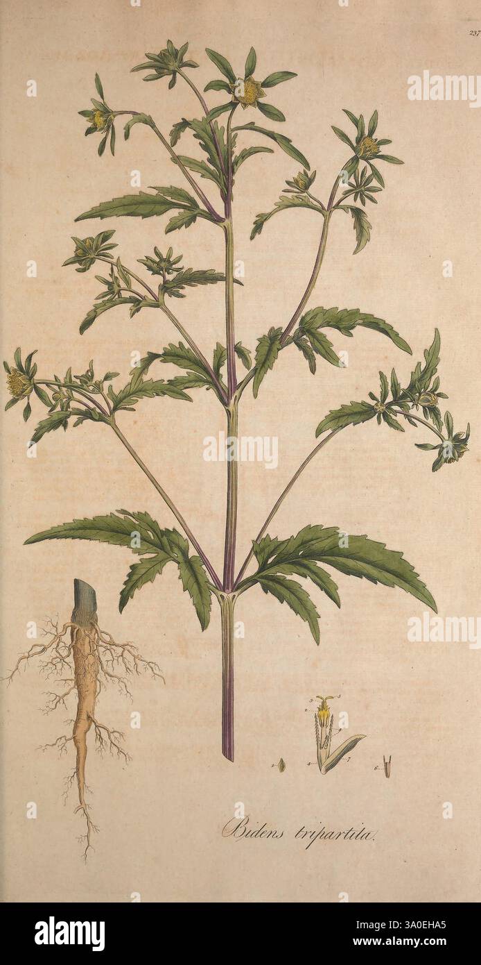 Flora Londinensis, or Plates and descriptions of such plants as grow ...