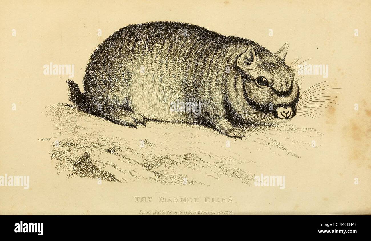 Diminutive rodent hi-res stock photography and images - Alamy