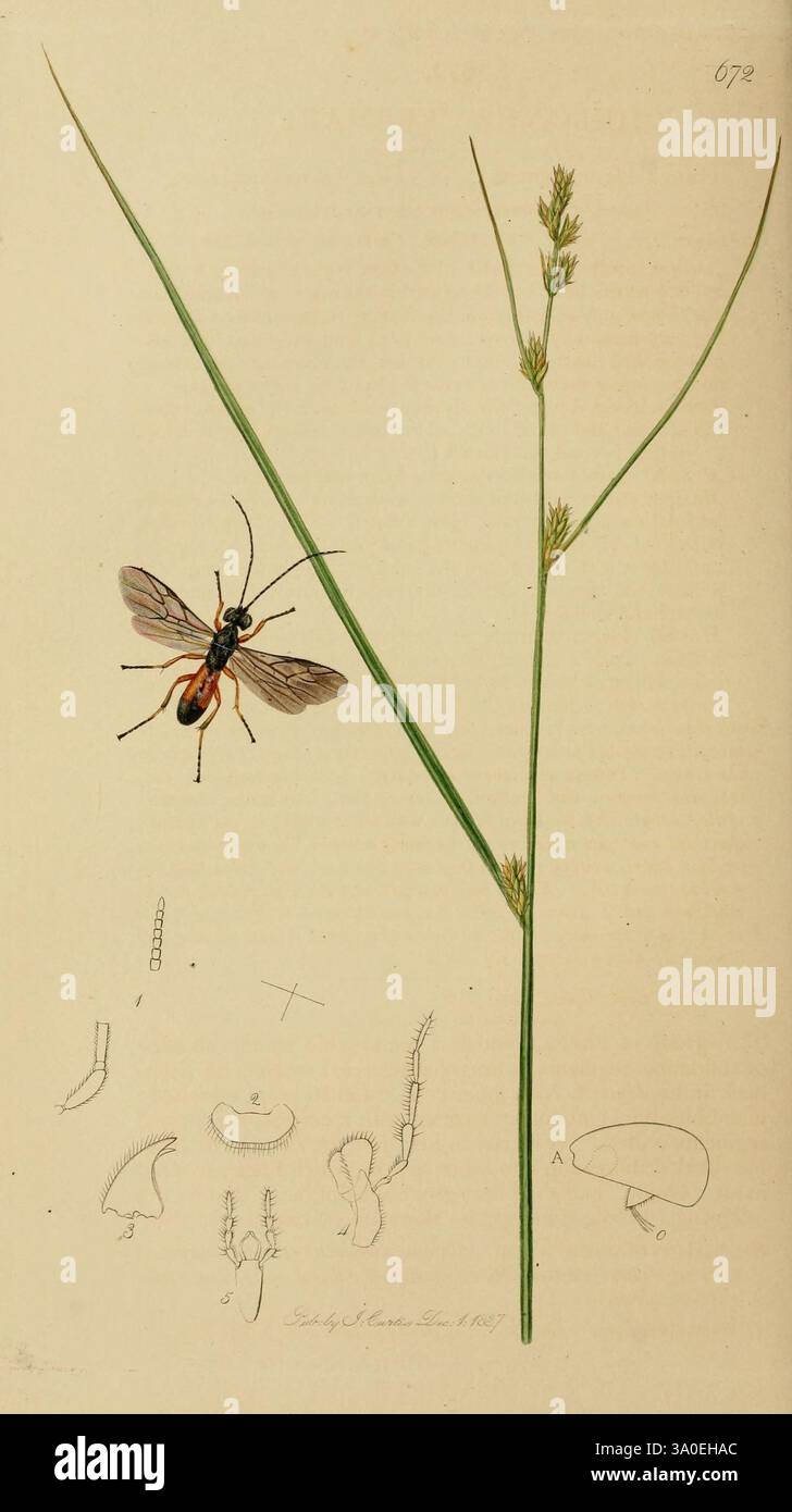 British entomology, London, Printed for the author 1823-40, botany ...
