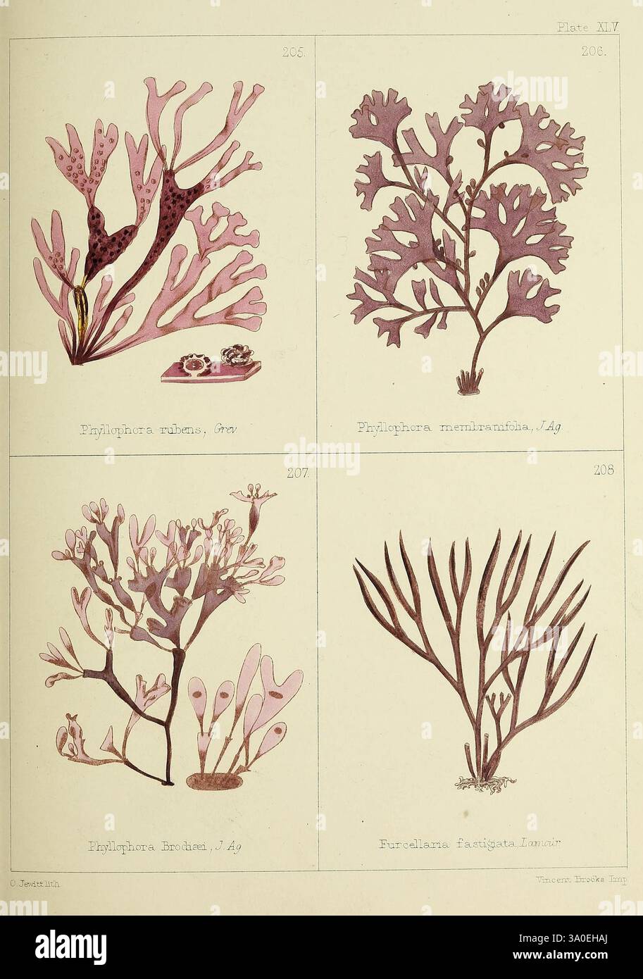 British sea-weeds, Drawn from Professor Harvey's 'Phycologia Britannica', London, Bell and Daldy ...
