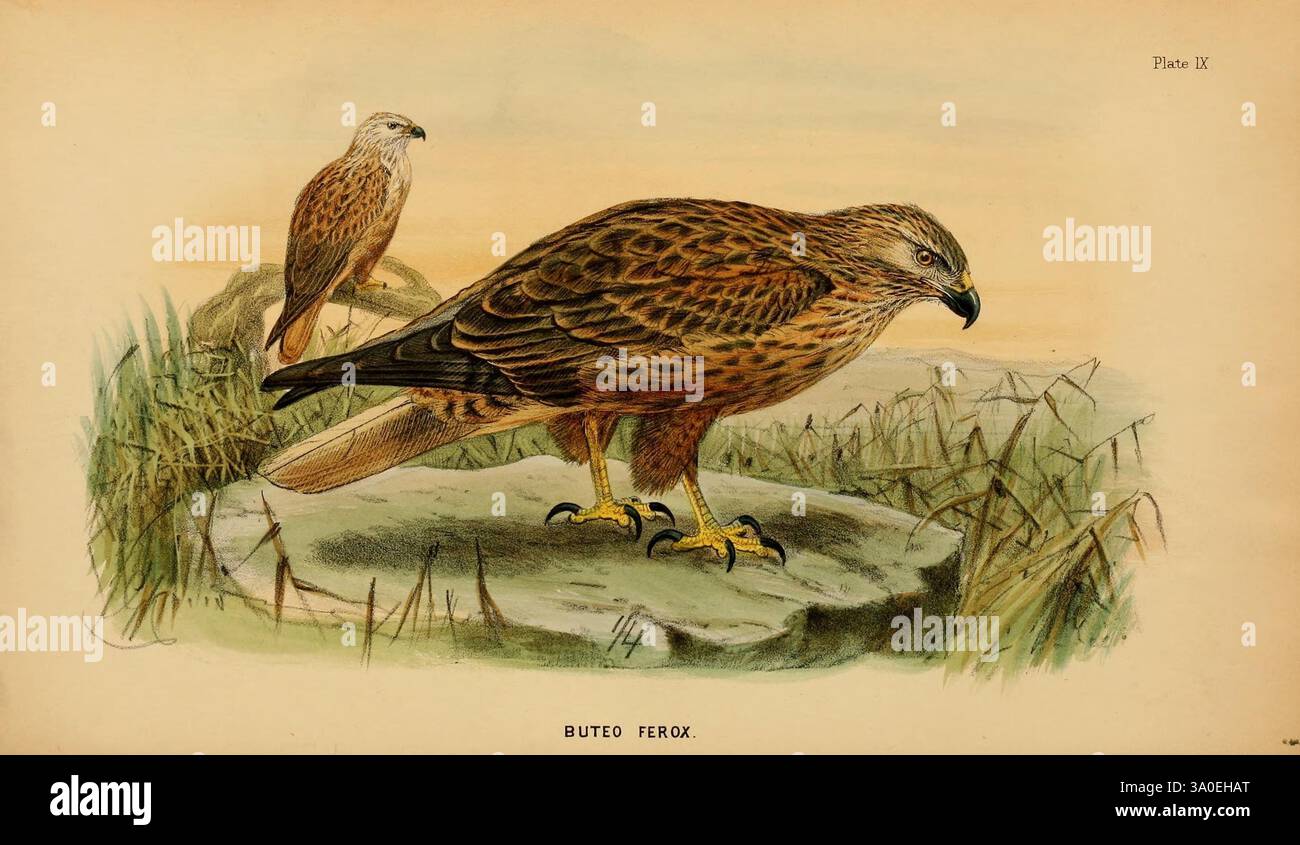 Illustration features two birds of prey hi-res stock photography and ...