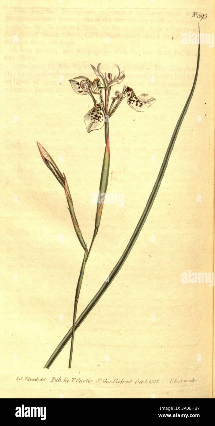 Curtis's Botanical Magazine, London, New York, botany, periodicals ...