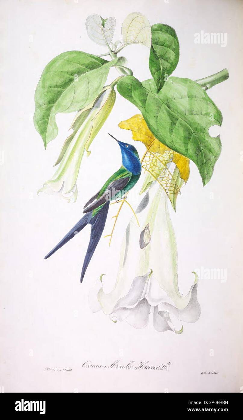 Oiseaux brillans du Brésil, Paris, 1834, bird, birds, ornithology ...